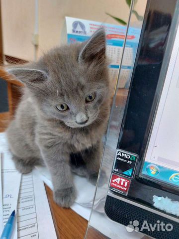 Ласковая милашка в добрые руки