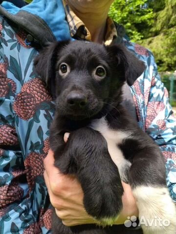 Лакки 2 месяца