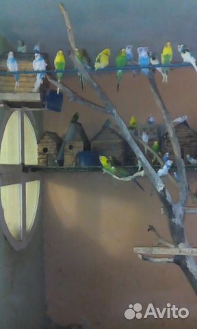 Продажа волнистых попугайчиков