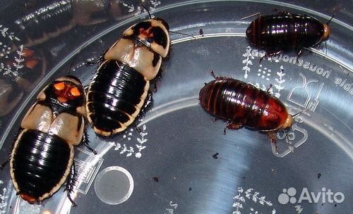 Тараканы Lucihormetica subcincta