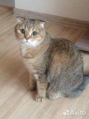 Нужен кот на вязку