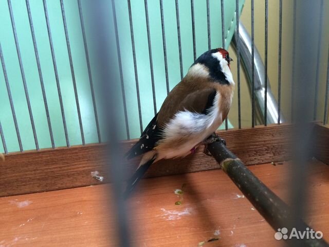 Крупный щегол