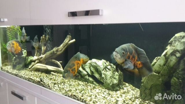 Аквариум укомплектованный, с металлокаркасом