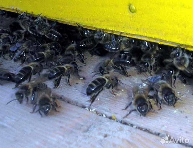 Пчелопакеты среднерусской породы