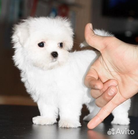 Мальтезе для любви и обожания, девочки и мальчики