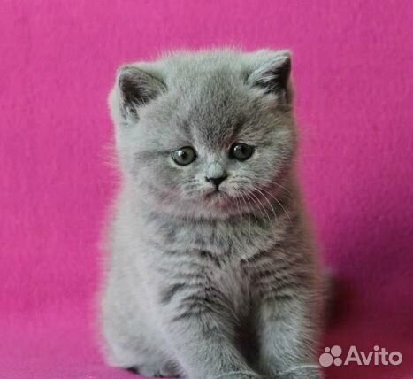 Девочка голубого окраса Маняша