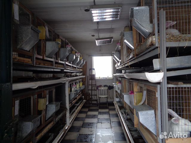 Кролики белый великан, шиншила