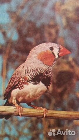 Амадинки зебровые