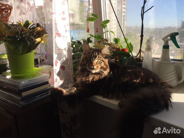 Нужна кошка для кота