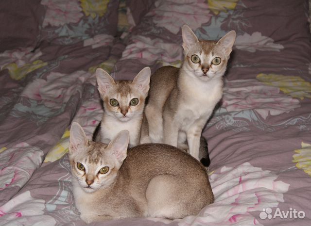 Сингапурские котята