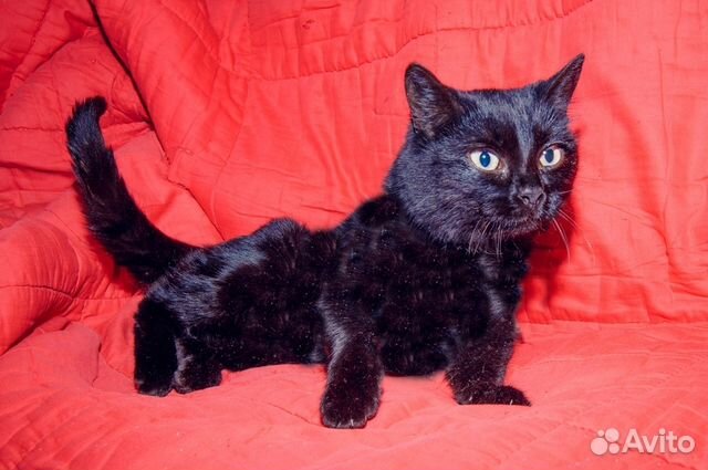 Чёрная Луна - роскошная ласкуша в добрые руки