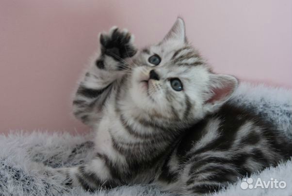 Британские котята