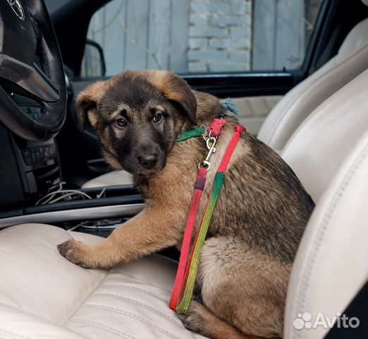 Плюшевый щенок Люк в хорошие руки