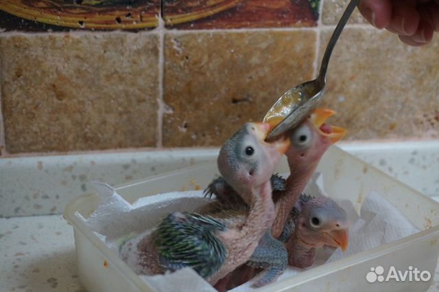 Попугаи Ожереловые птенчики