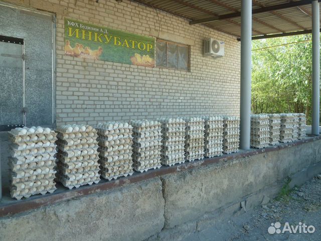 Продажа суточных утят, гусят оптом и в розницу