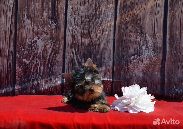 Милые щенки йорширкого терьера