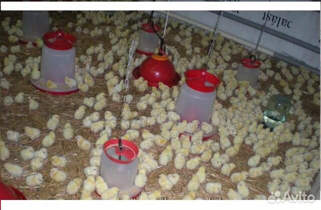 Бройлер цыплята кооб 500 на 8 марта