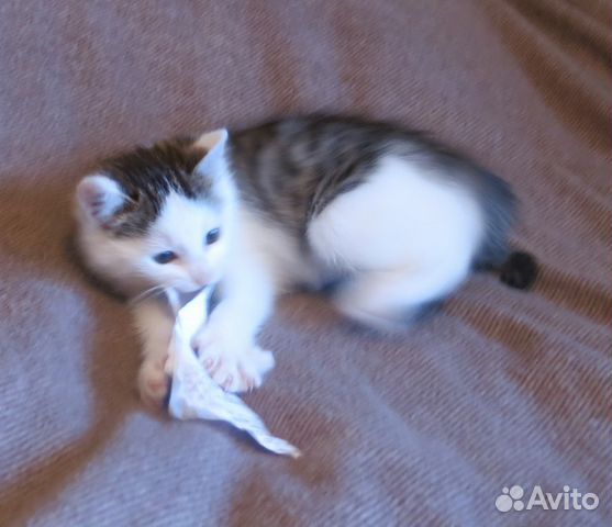 Веселая девочка - котенок в добрые руки