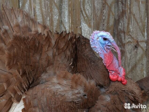 Красные индюки