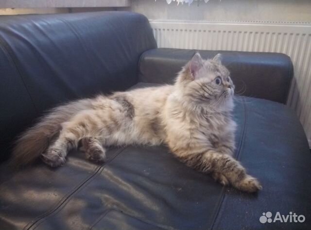 Вязка Шотландский прямоухий кот, Скоттиш Страйт