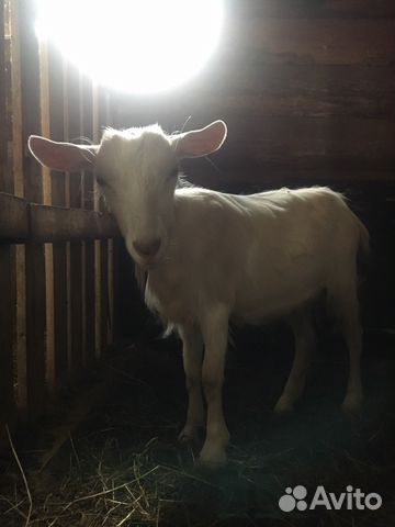 Козы дойные молодые
