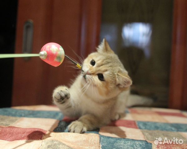 Котик Кузя золотая шиншила