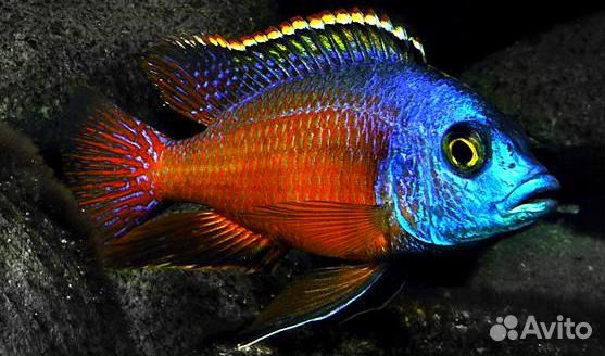 Хаплохромис боадзулу