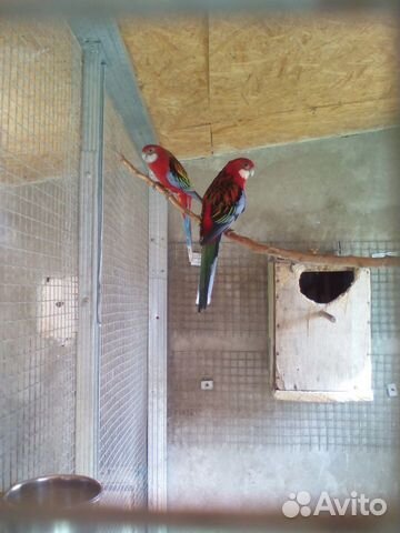 Розеллы птенцы