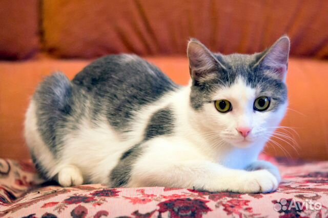 Эштон, нежный котик, 10-12 месяцев