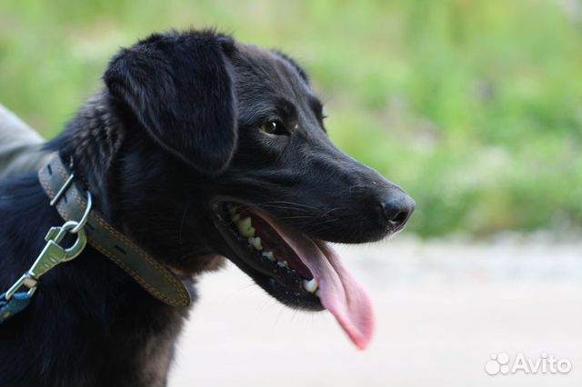 Молодой пёс с большими способностями