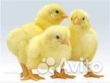 Бройлерные цыплята
