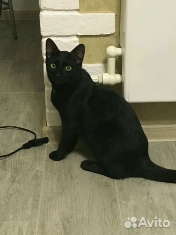 Черный бомбейский кот в дар