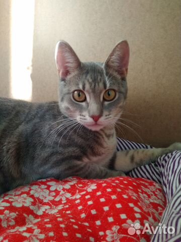 Дымчатый, серый котик