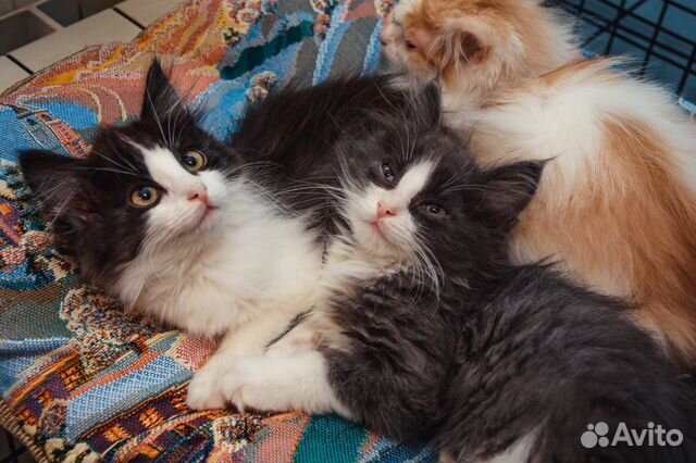 Котята в хорошие руки