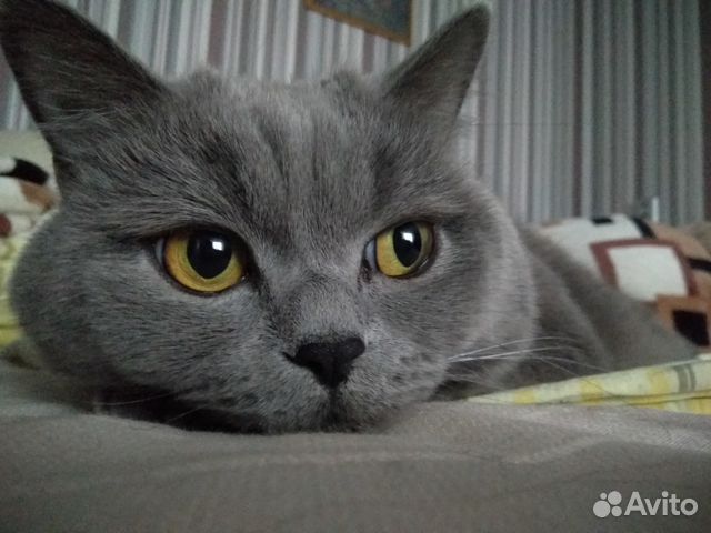 Шотландский кот приглашает на вязку, вязка с котом