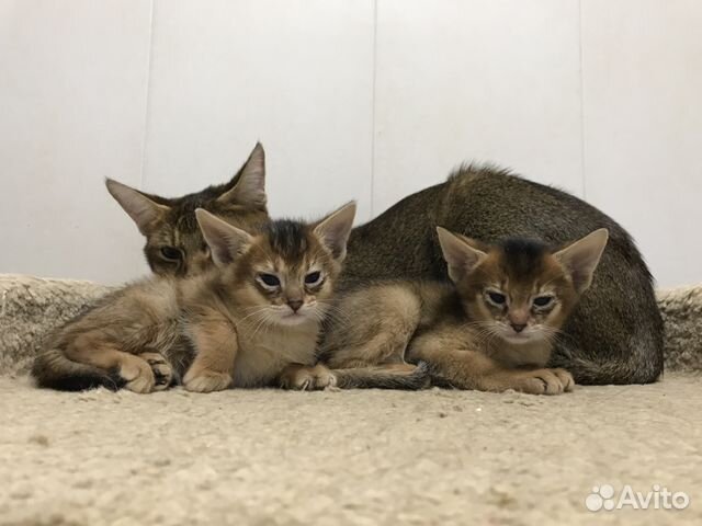 Абиссинская Чаузи