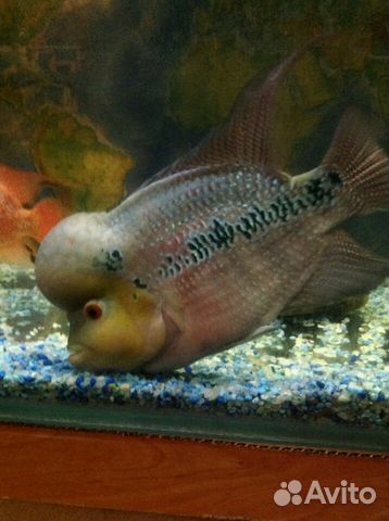 Фловер Хорн (пара)