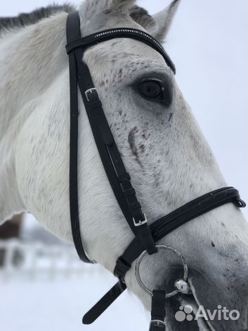 Продается мерин