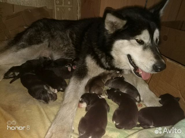 Щеночки маламута