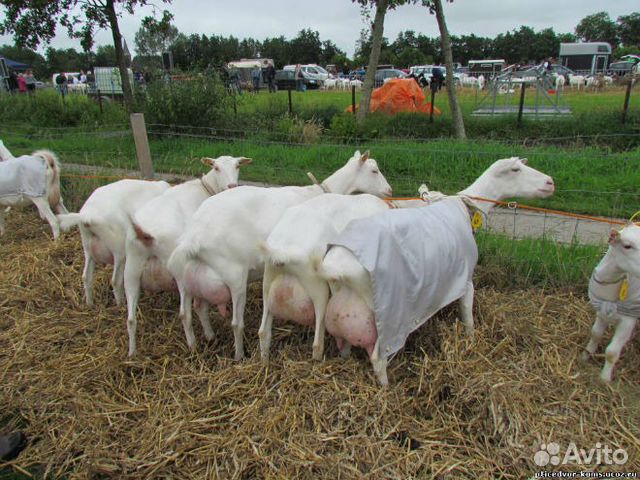 Зааненские козочки и козлята