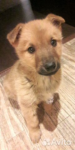 Пушистик в дар