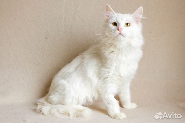 Удивительная Элли ищет дом