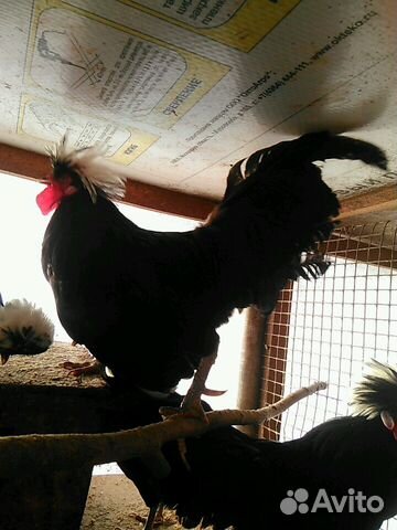 Голландские белохохлые