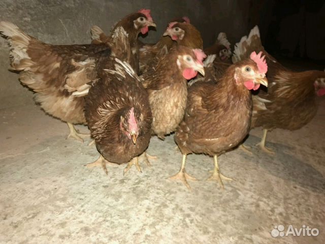 Куры в Ногинске, Все породы)