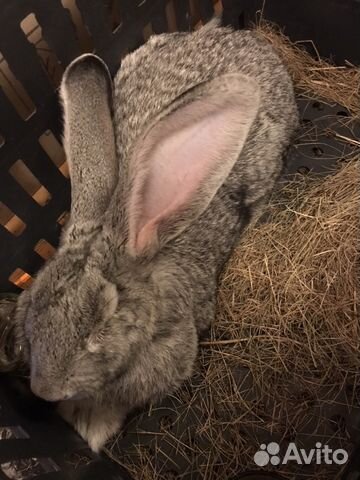 Кролики Фландер