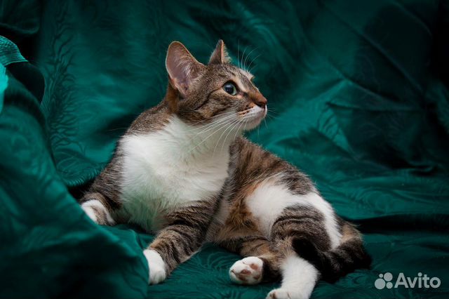 Обаятельная кошечка ищет любящую семью