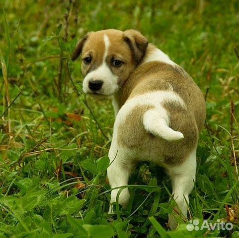 Детишки терьера