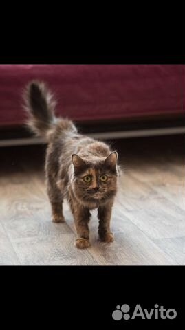 Кошечка 7 мес