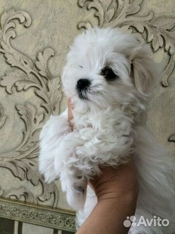 Детки мальтезе