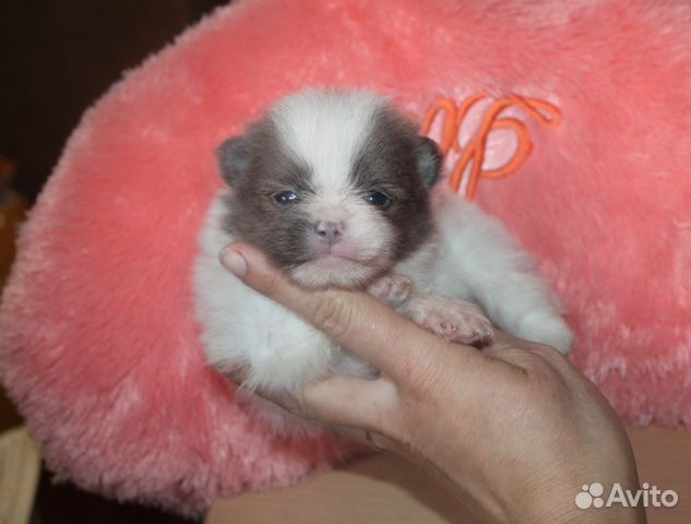 Шпицулька патикорчик бело-лиловый Лясик